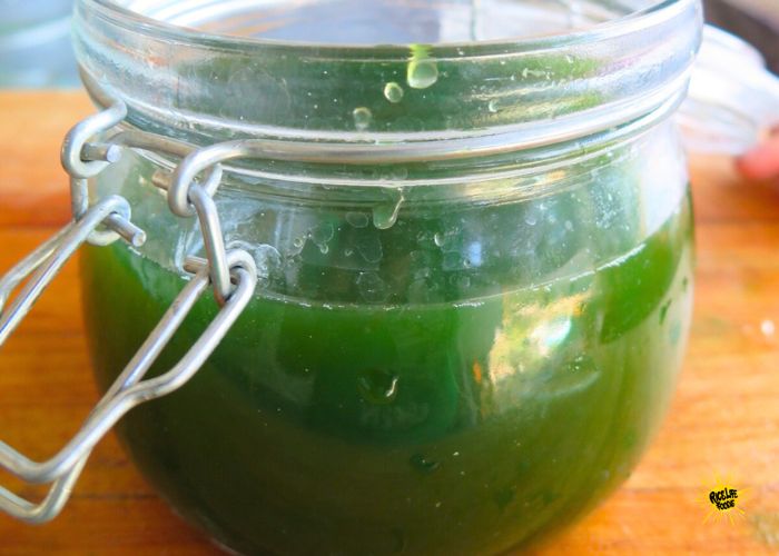 How to Make Pandan Extract ALL NATURAL! | Rice Life Foodie - Asian ...